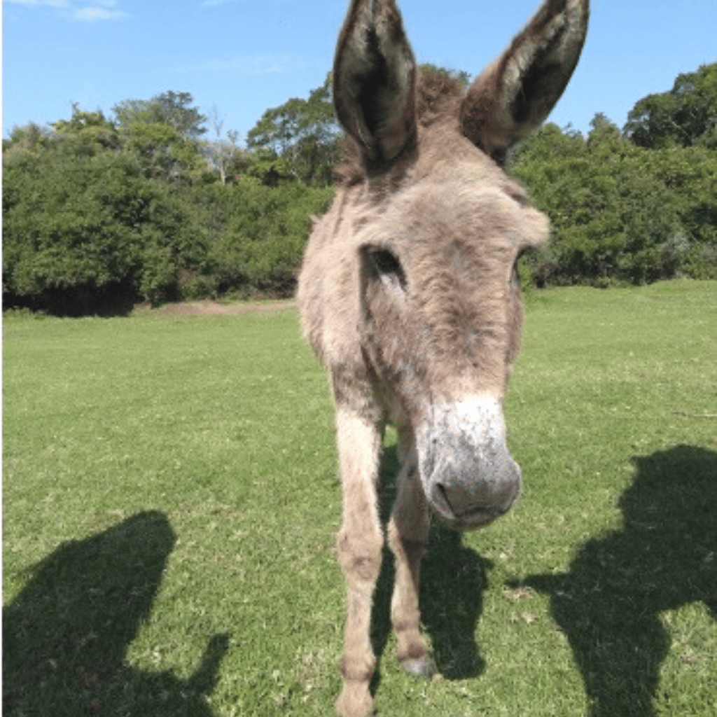 Roo – Karoo Donkey Sanctuary