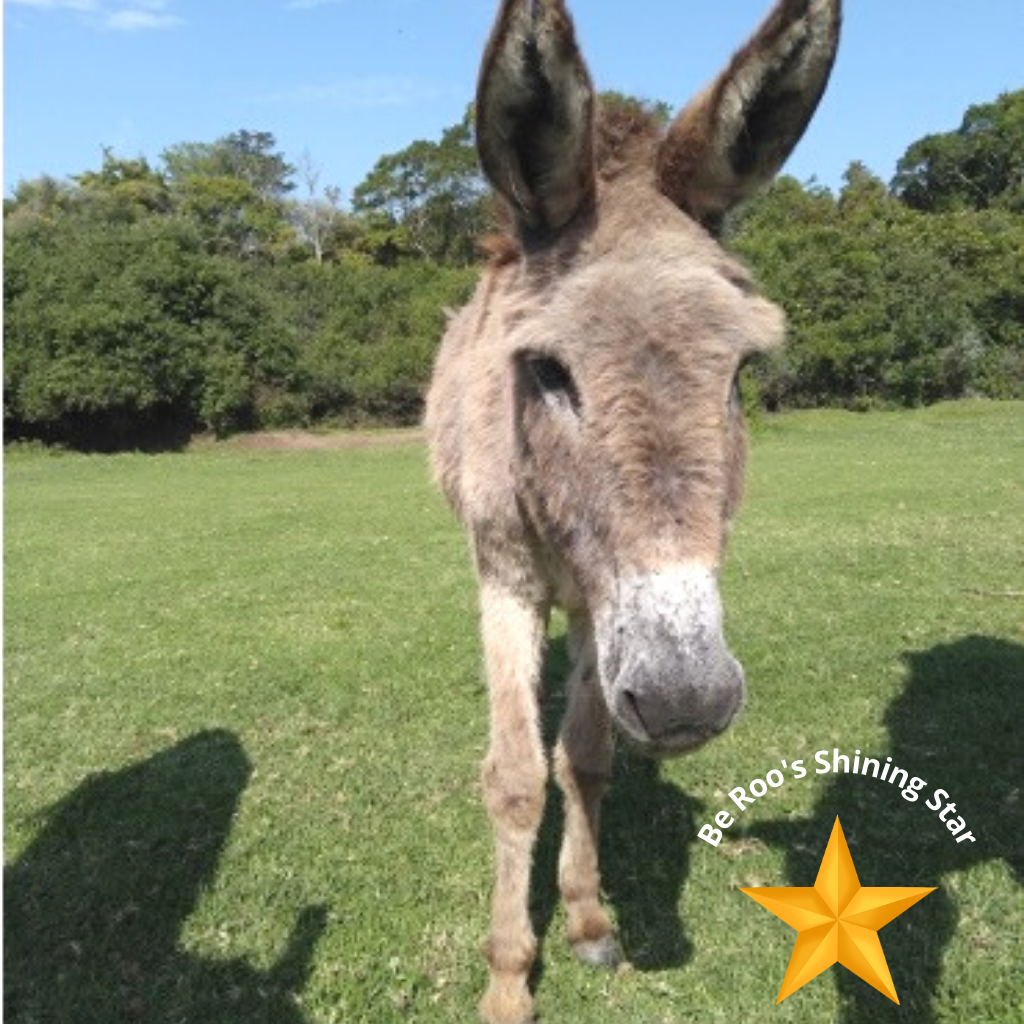 Roo – Karoo Donkey Sanctuary