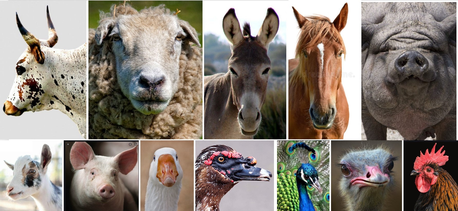 DONATE – Karoo Donkey Sanctuary