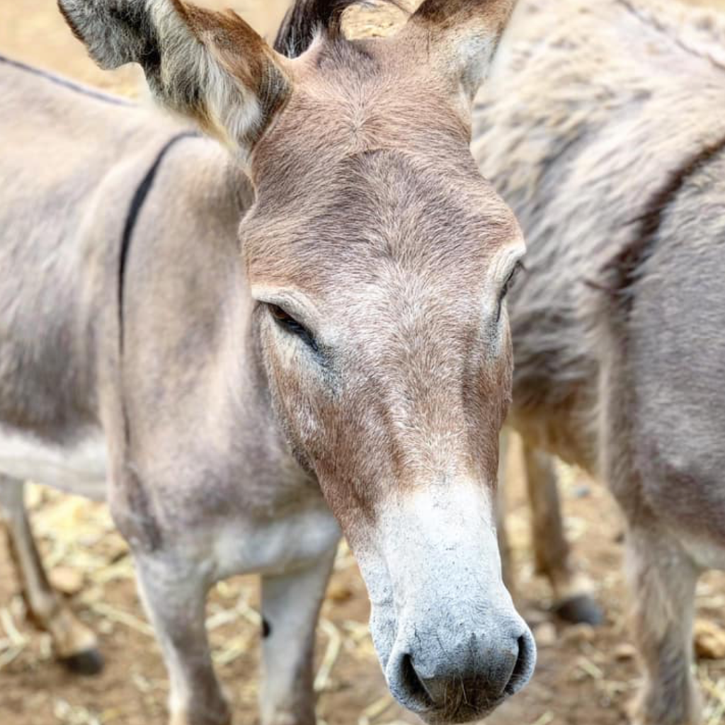 Frankie – Karoo Donkey Sanctuary