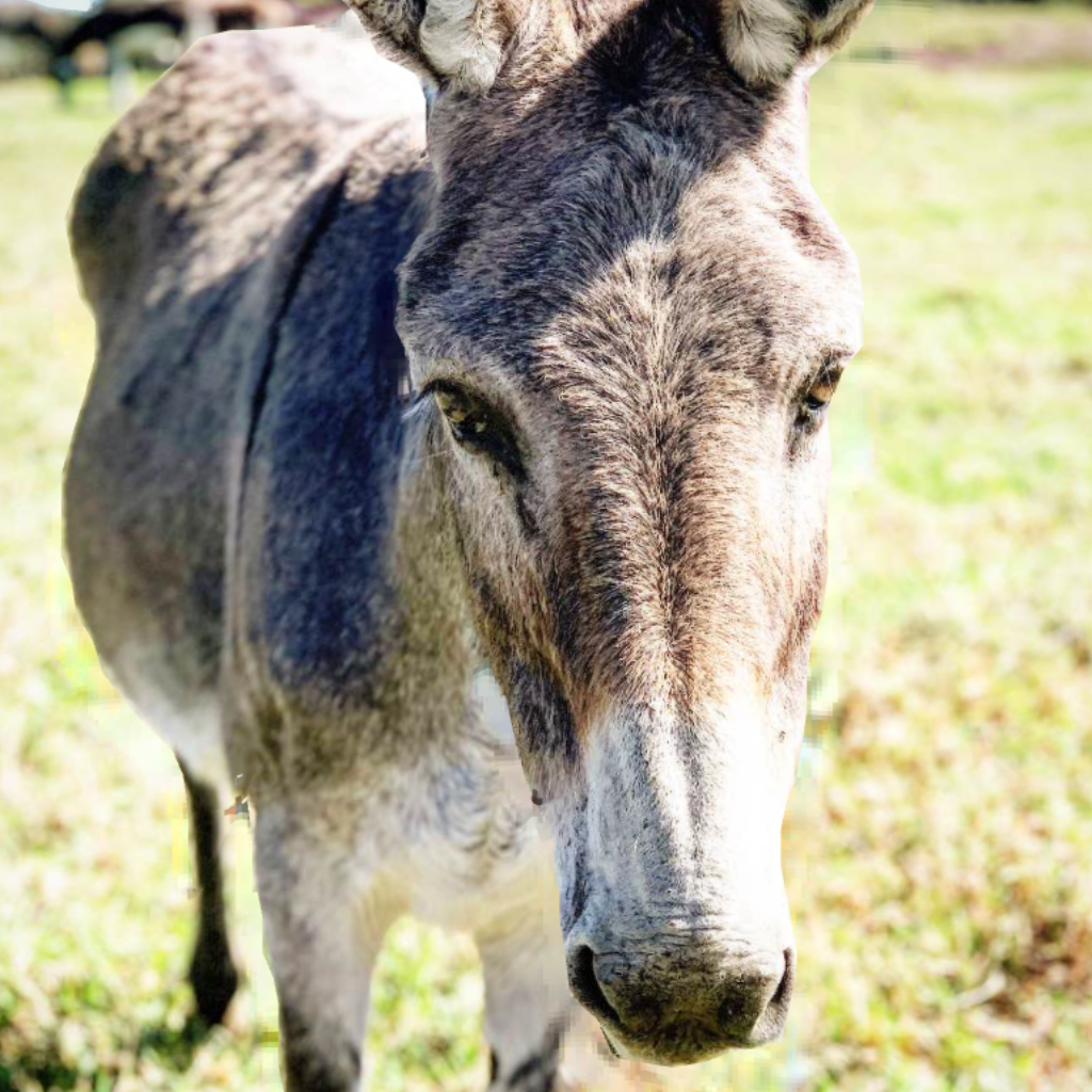Clementine – Karoo Donkey Sanctuary