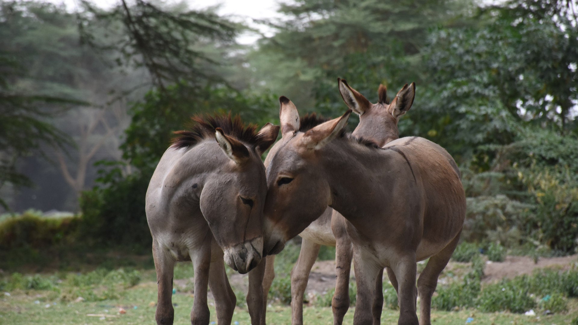DONATE – Karoo Donkey Sanctuary
